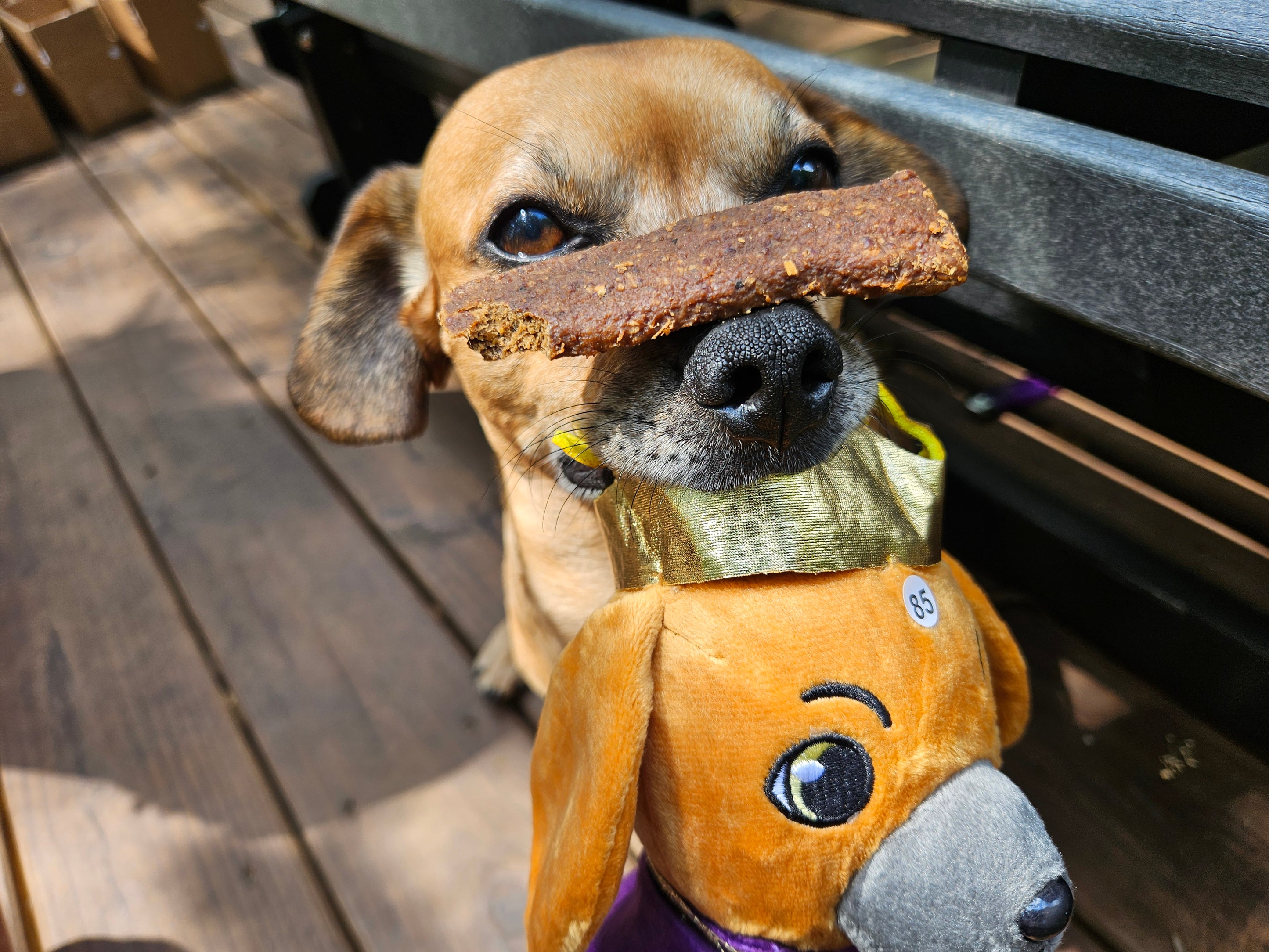 TOUCHED by Minion: Lord Minion Doll & personal photo